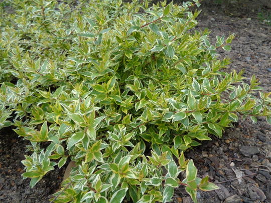 ABELIA x grandiflora 'Radiance' - Arbustes persistants