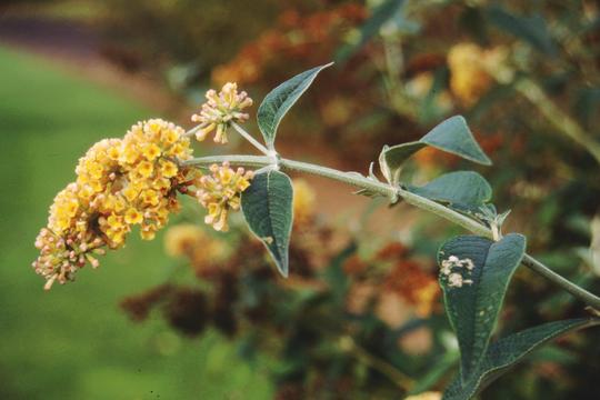 BUDDLEJA x weyeriana 'Sungold'