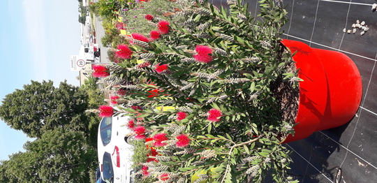CALLISTEMON viminalis INFERNO 'Yanferno'