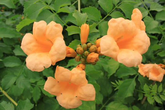CAMPSIS radicans 'Flava' (syn. 'Yellow Trumpet') - Plantes grimpantes