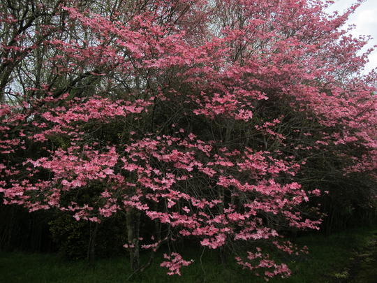 Florida Rubra Cornus