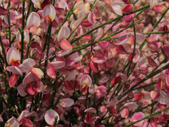CYTISUS praecox 'Hollandia' - Arbustes caducs