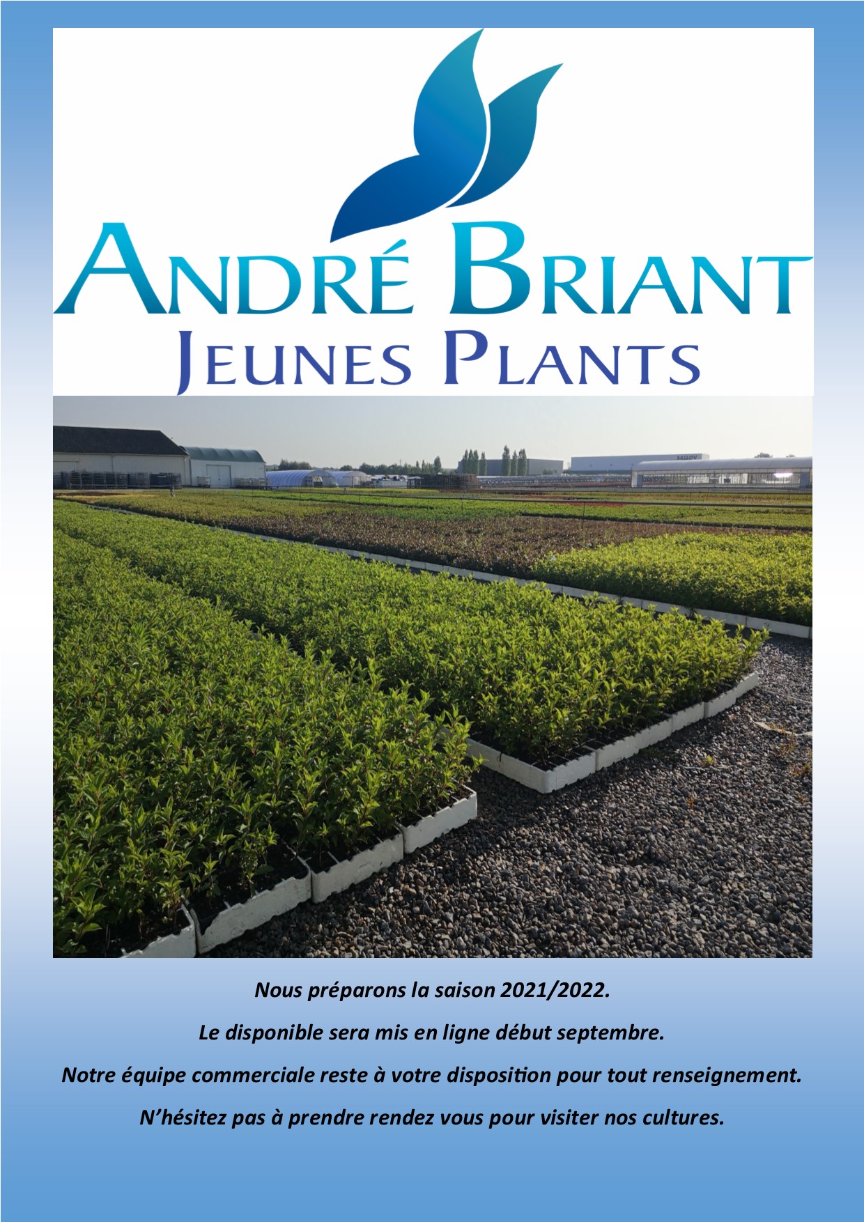 André Briant Jeunes Plants - Disponible