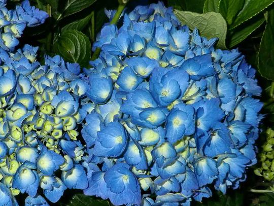 HYDRANGEA macrophylla 'Mathilde Gutges' - Plantes de terre de bruyère