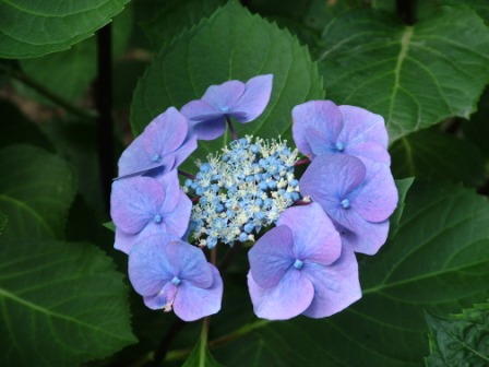 HYDRANGEA macrophylla 'Zorro'