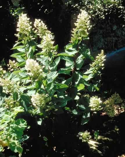 HYDRANGEA paniculata 'Kyushu'