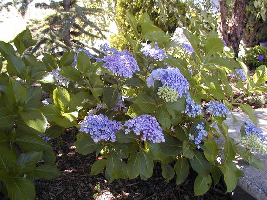 HYDRANGEA macrophylla 'Ayesha'