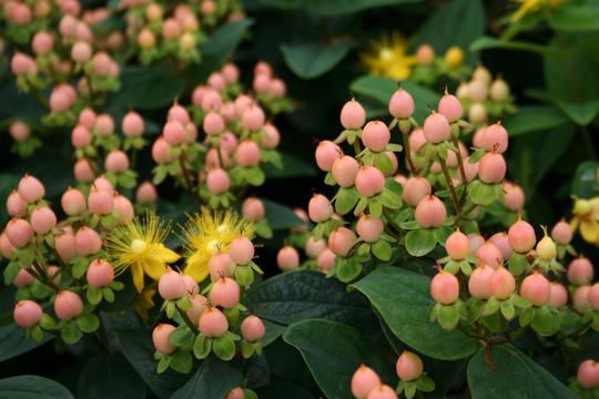HYPERICUM inodorum MAGICAL® BEAUTY 'Kolmbeau'