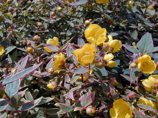 HYPERICUM moserianum 'Tricolor' - Arbustes couvre-sol