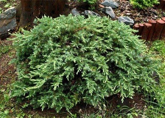 JUNIPERUS conferta 'Schlager' - Conifères d'ornement