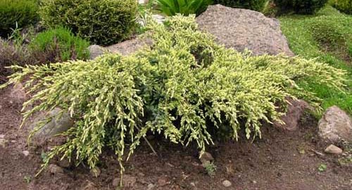 JUNIPERUS squamata 'Holger'