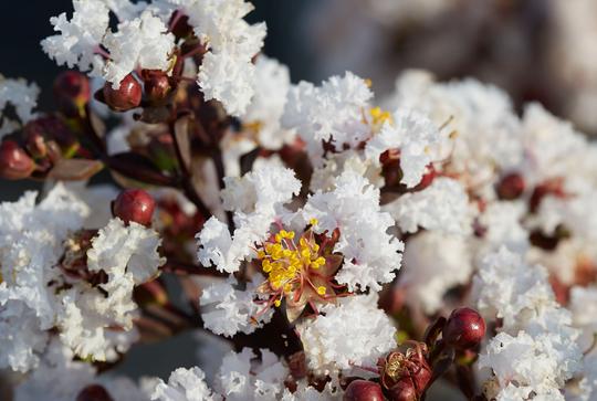 LAGERSTROEMIA indica BLACK DIAMOND® 'Pure White'