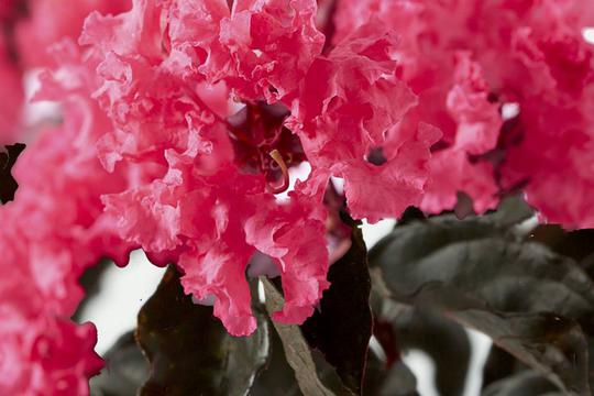 LAGERSTROEMIA indica BLACK DIAMOND® 'Shell Pink'