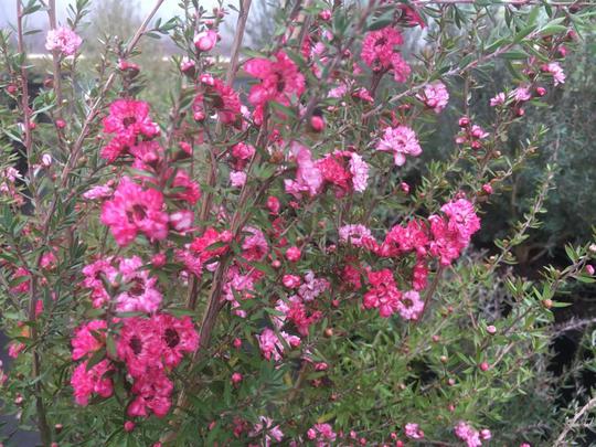 LEPTOSPERMUM scoparium 'Coral Candy'