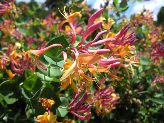 LONICERA heckrottii 'Gold Flame' - Plantes grimpantes