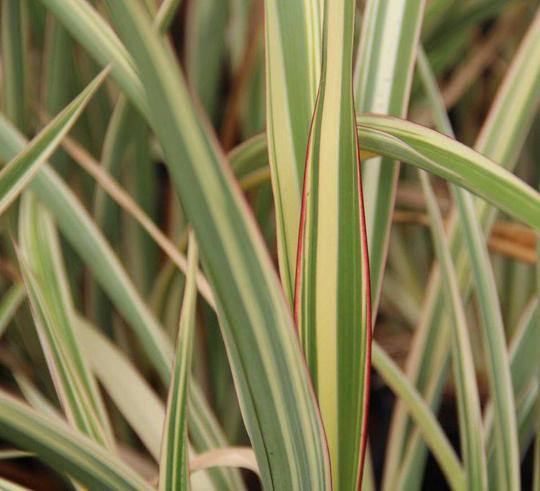 PHORMIUM cookianum 'Tricolor'