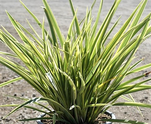 Phormium Duet