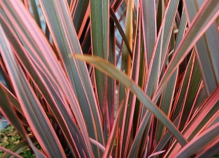 PHORMIUM 'Rainbow Queen'