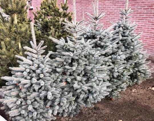 PICEA pungens 'Super Blue Seedling'