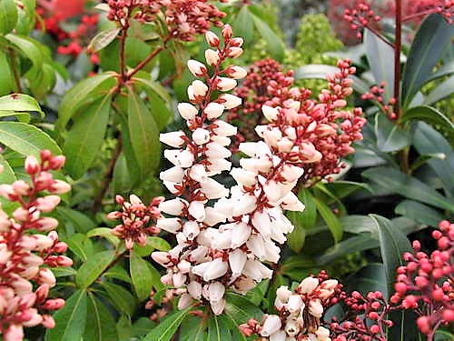 PIERIS japonica 'Bonfire'