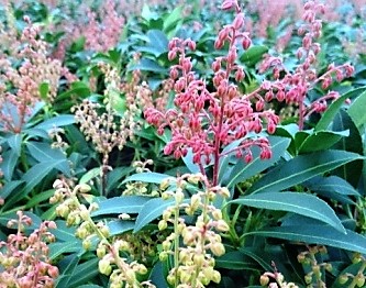 PIERIS japonica 'Cupido'