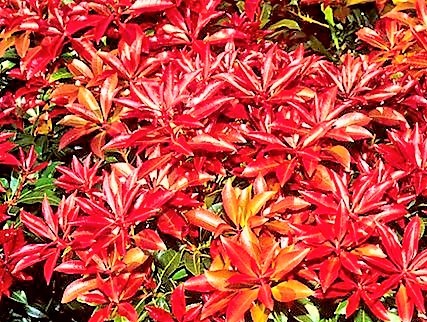 PIERIS japonica 'Mountain Fire'