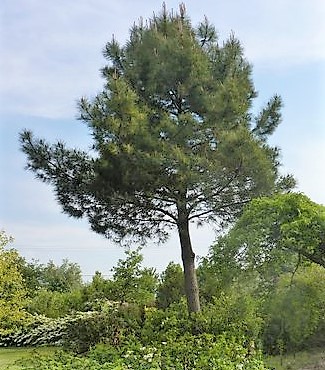 PINUS pinaster - Conifères d'ornement