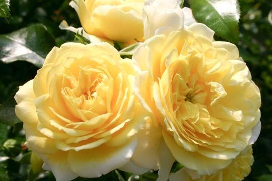 ROSA X SOLERO 'Korgeleflo' - Rosiers