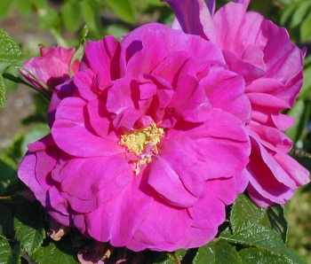 ROSA rugosa EXCEPTION ® 'Rotes Meer' - Rosiers