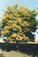ACACIA dealbata 'Gaulois Astier'