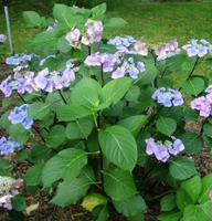 HYDRANGEA macrophylla 'Zorro'