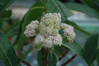 HYDRANGEA seemanii - Plantes grimpantes