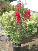 LAGERSTROEMIA indica DYNAMITE 'Whit II' - Plantes de climat doux