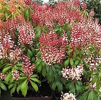PIERIS japonica 'Bonfire' - Plantes de terre de bruyère