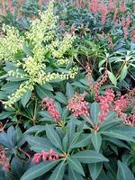 PIERIS japonica 'Cupido'