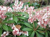 PIERIS japonica 'Cupido'