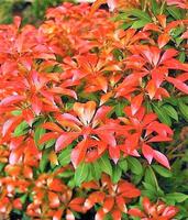 PIERIS japonica 'Red Mill'