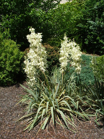 YUCCA filamentosa 'Bright Edge'